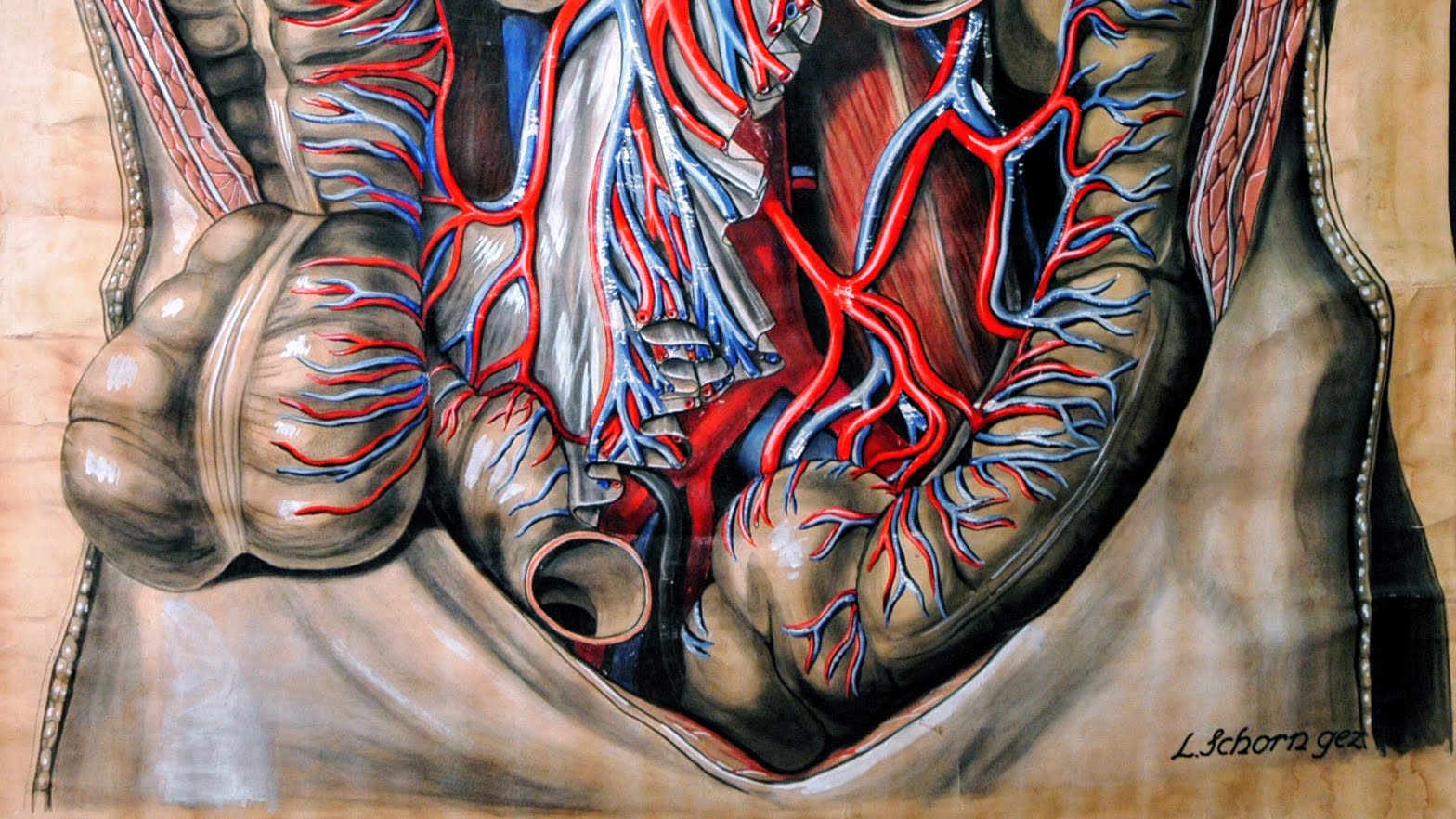 Notum enzyme inhibited for better intestinal health - Xclusive Finland